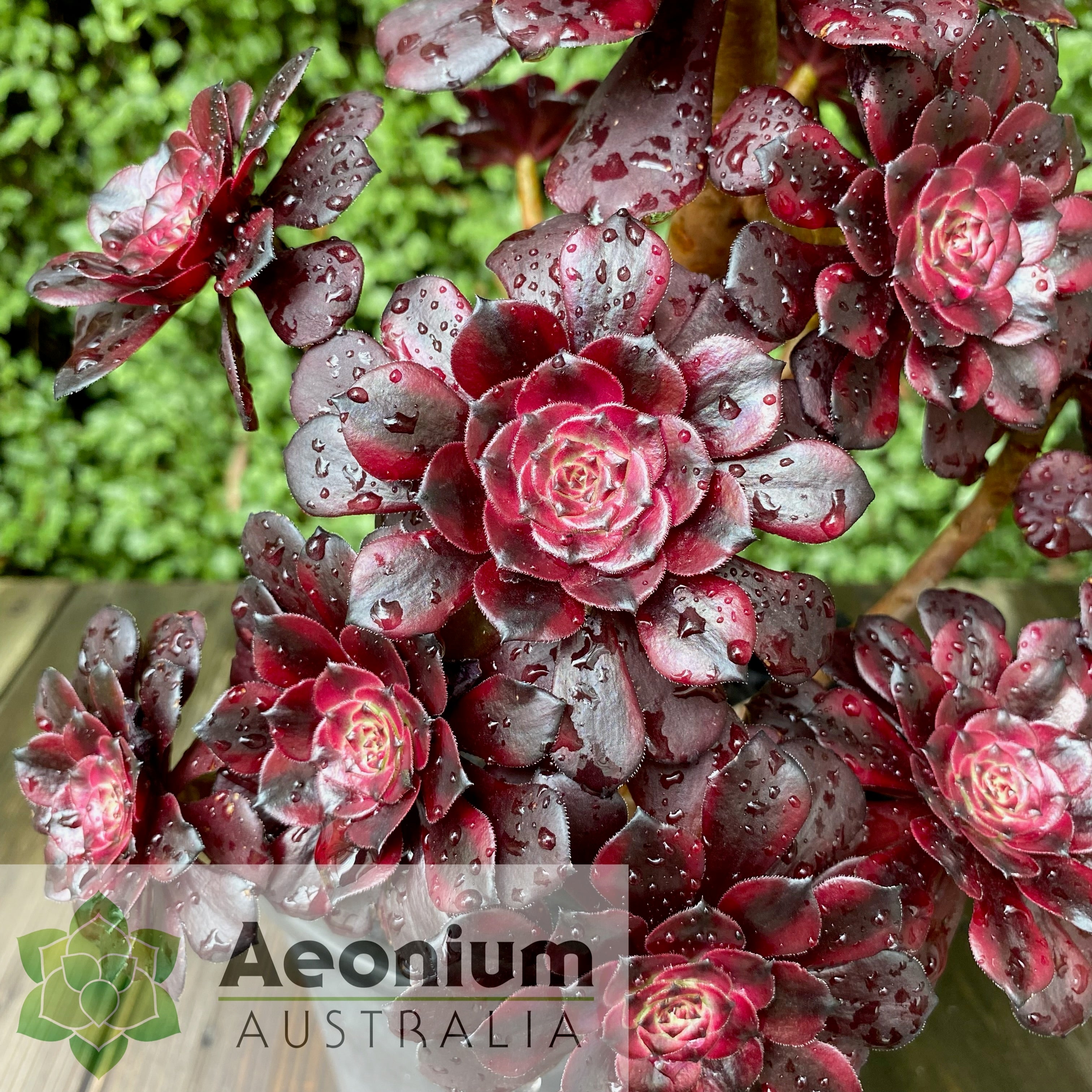 Aeonium 'Meiji' – Aeonium Australia
