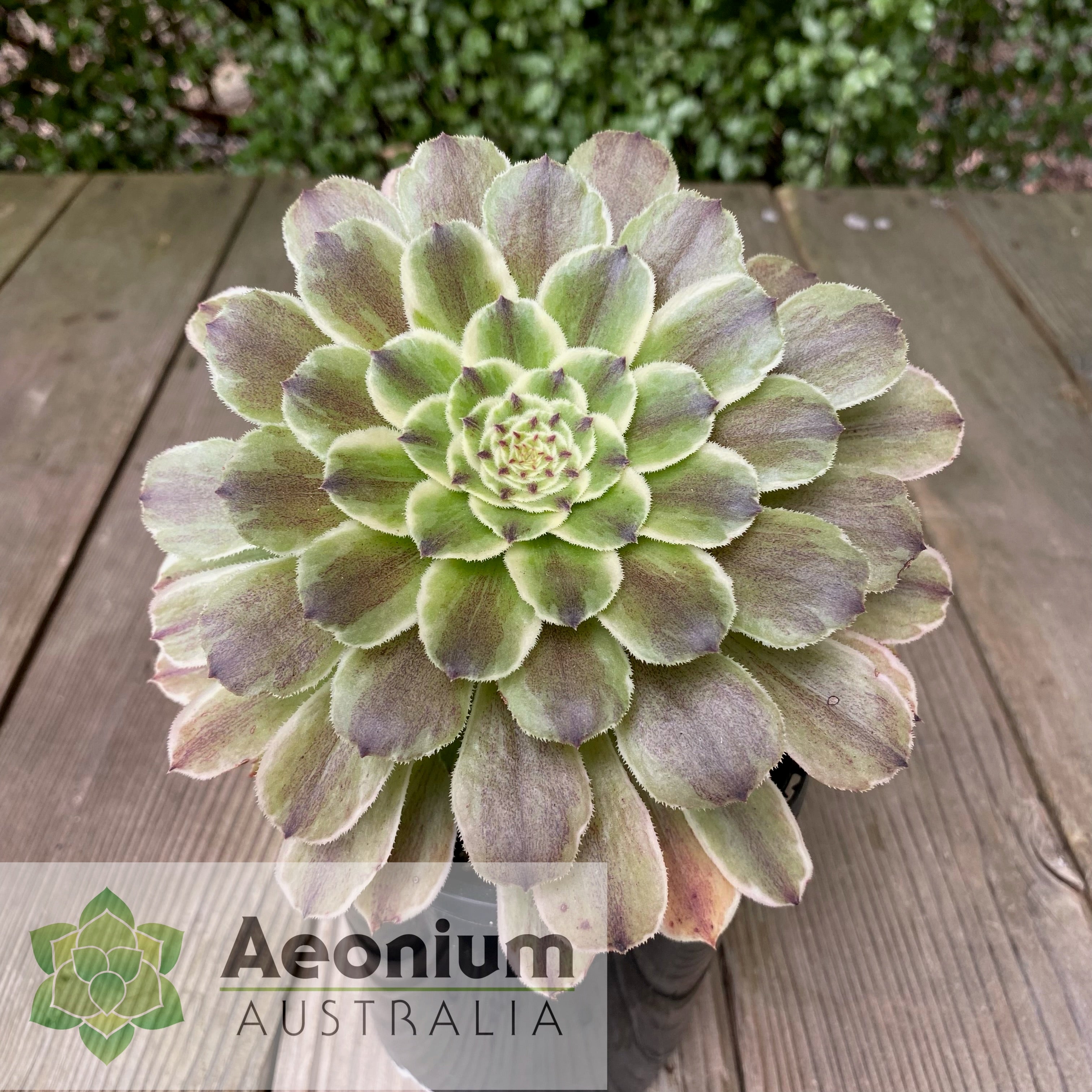 Aeonium 'Ariel' – Aeonium Australia