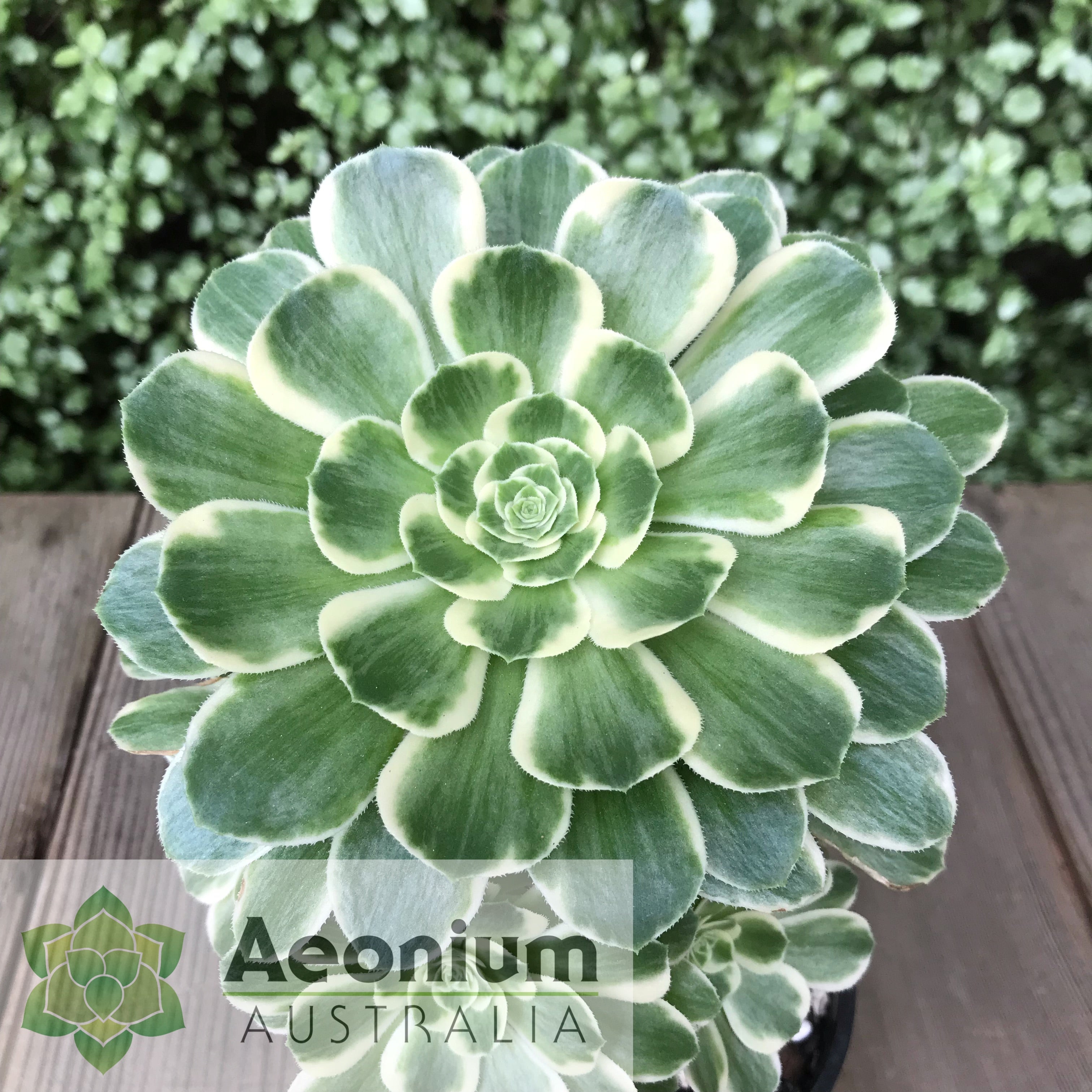 Aeonium 'Yan Ning' – Aeonium Australia