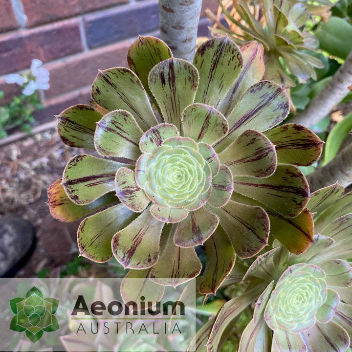 Aeonium Australia