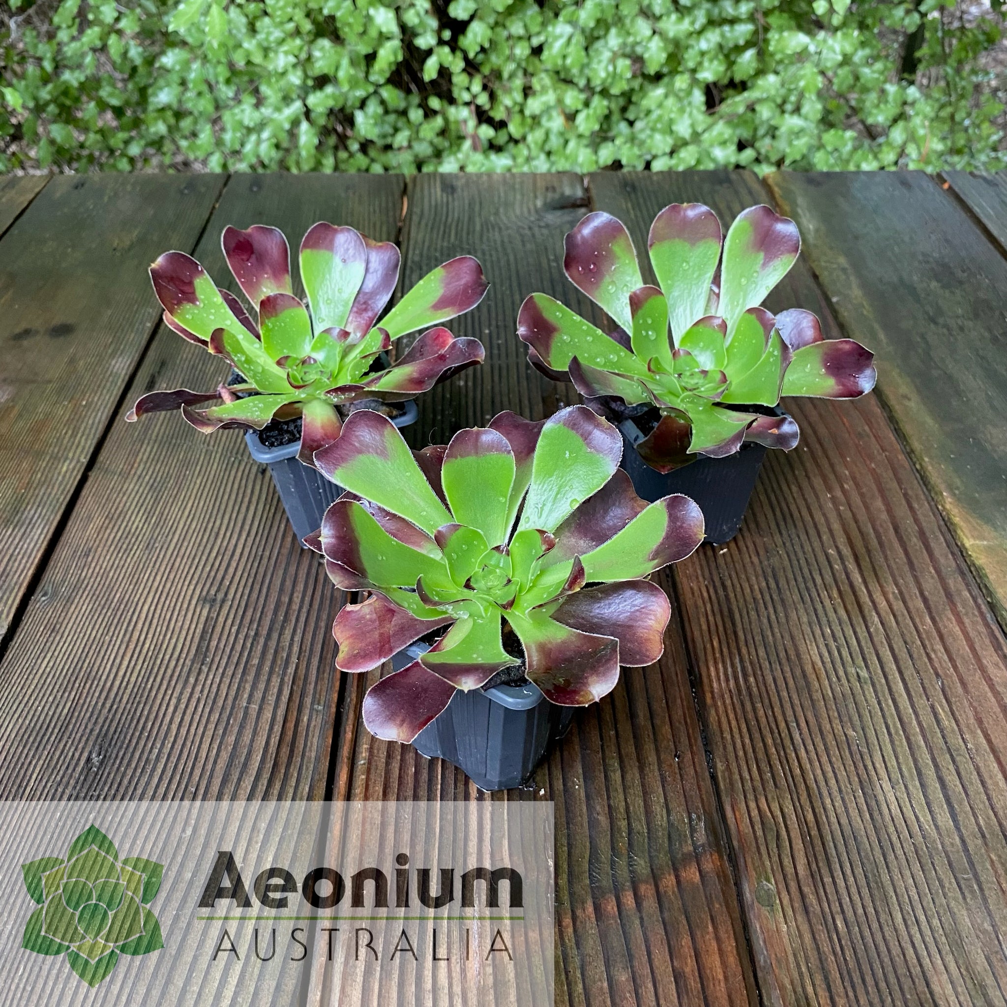 Aeonium 'Voodoo' / Succulents – Aeonium Australia