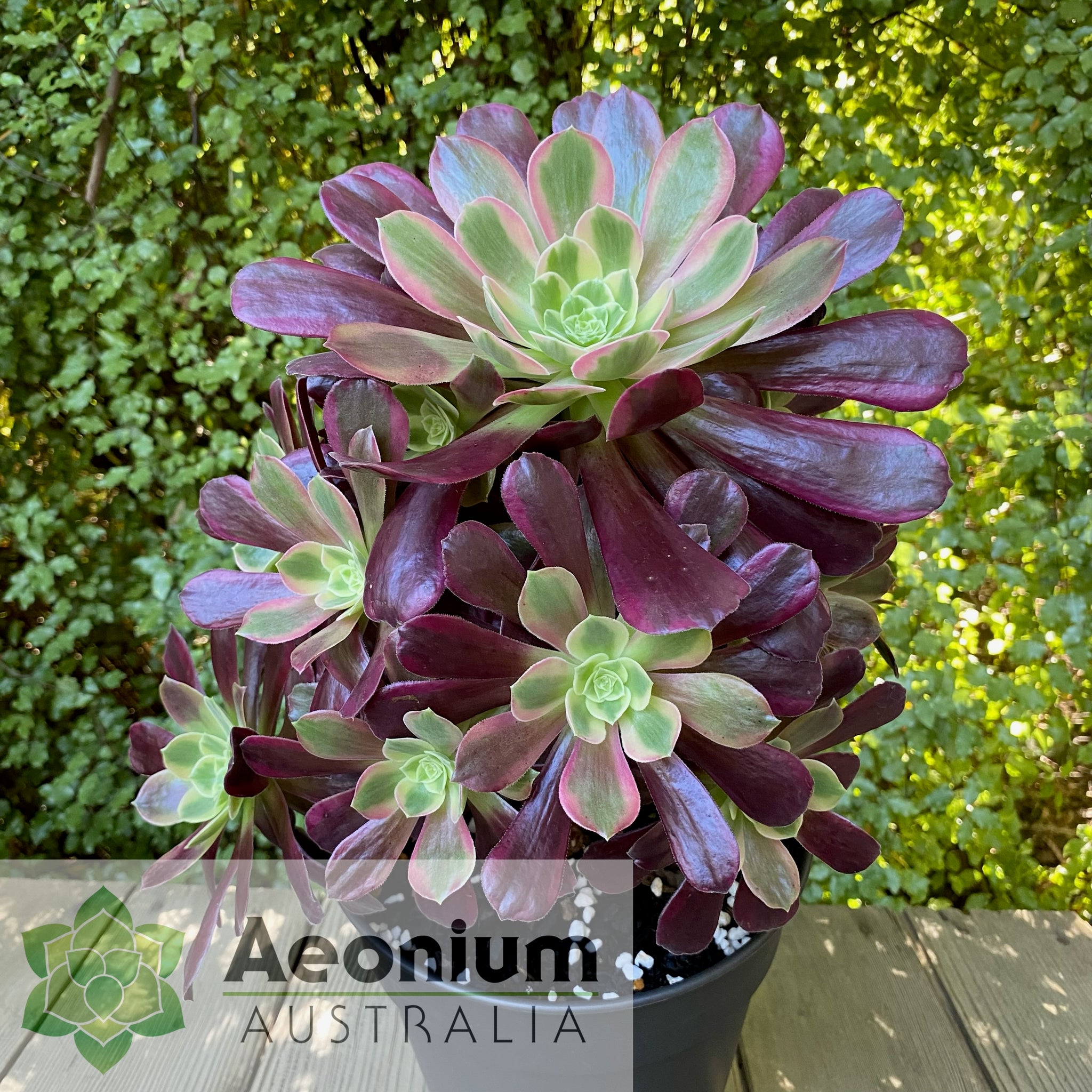 Aeonium Australia