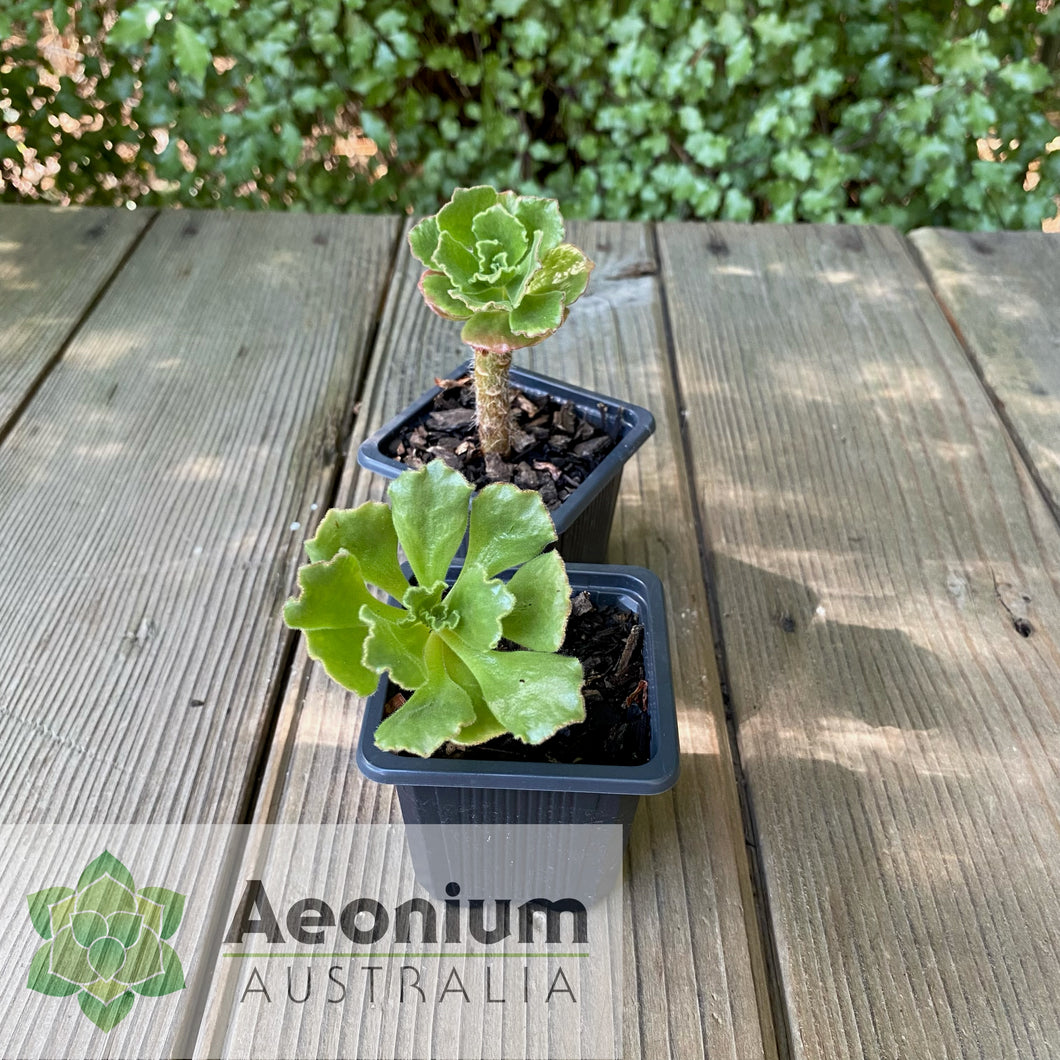 Aeonium smithii / Succulents – Aeonium Australia