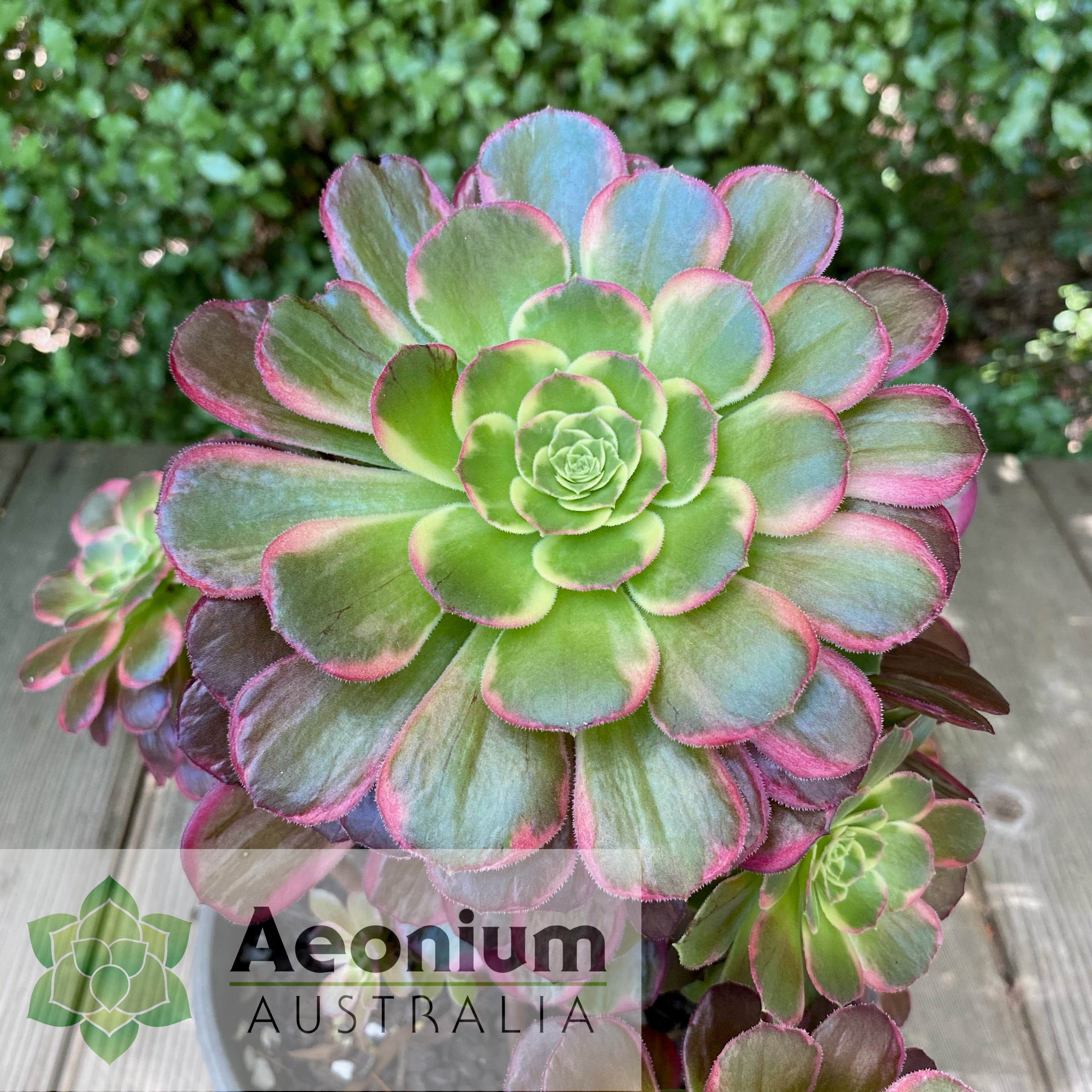 Aeonium 'Esther' – Aeonium Australia