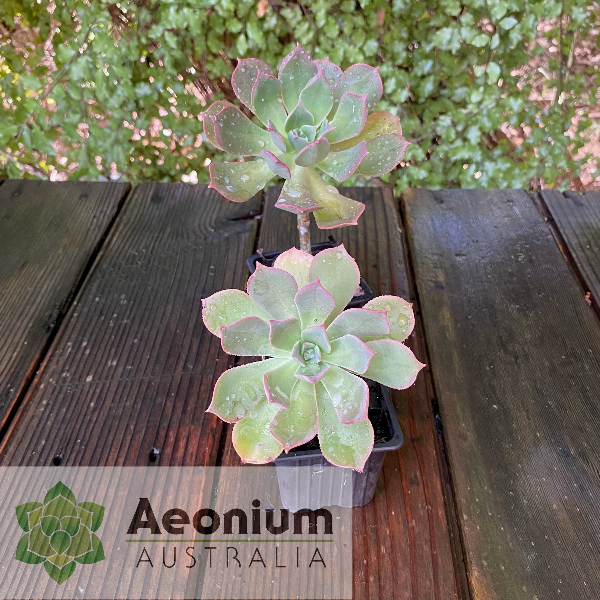 Aeonium percarneum var. guiaense / Succulents – Aeonium Australia