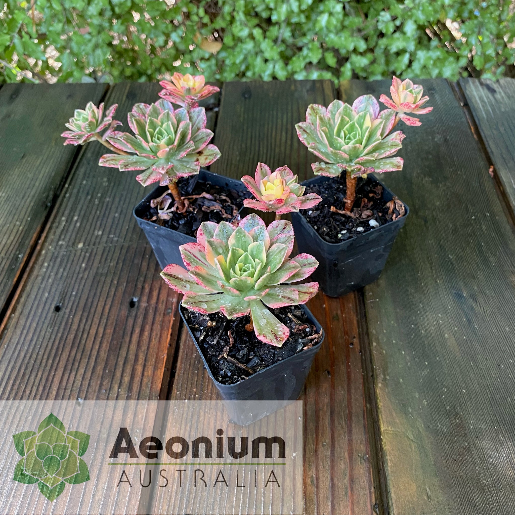 Aeonium 'Green Tea' / Succulents – Aeonium Australia