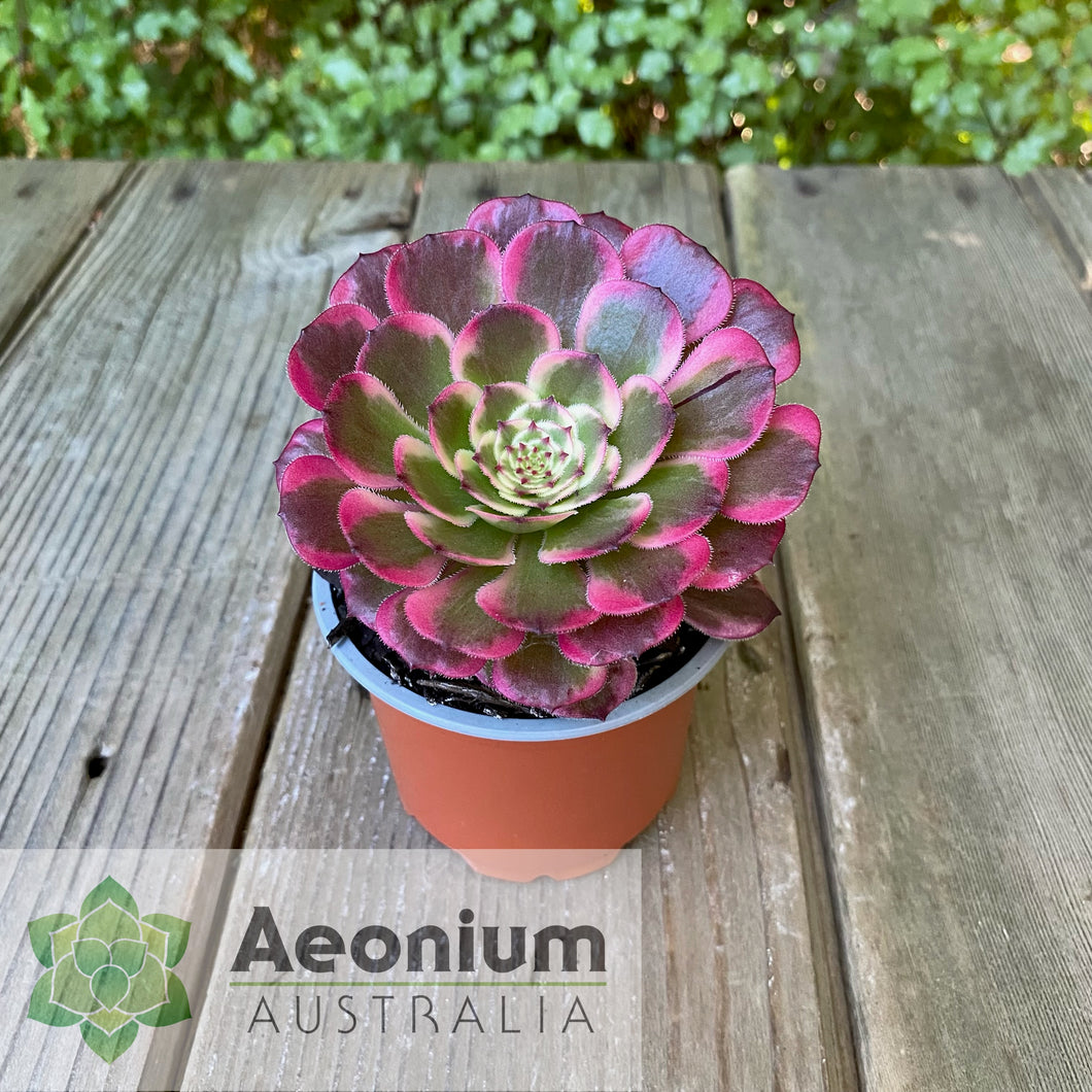 Aeonium 'Black King Kong' – Aeonium Australia