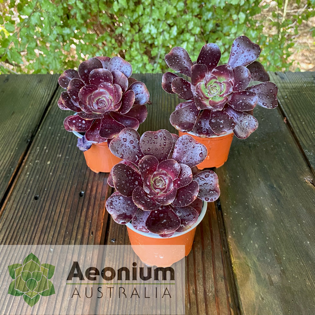 Aeonium 'Cyclops' / Succulents – Aeonium Australia