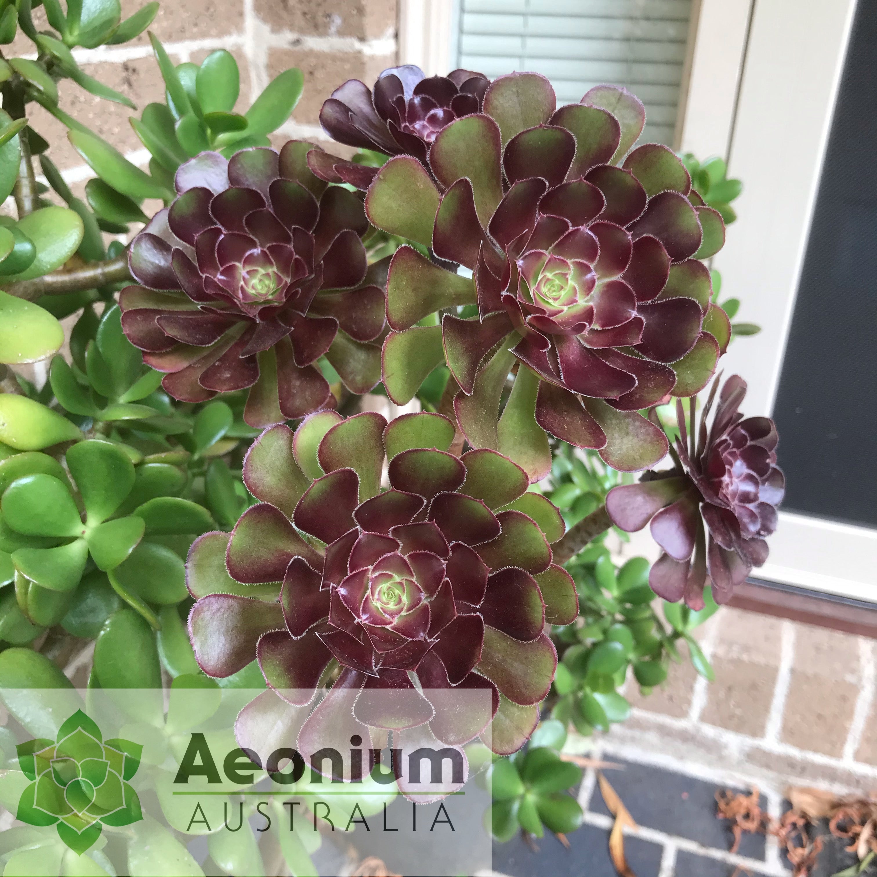 Aeonium 'Atropurpureum' / Succulents – Aeonium Australia