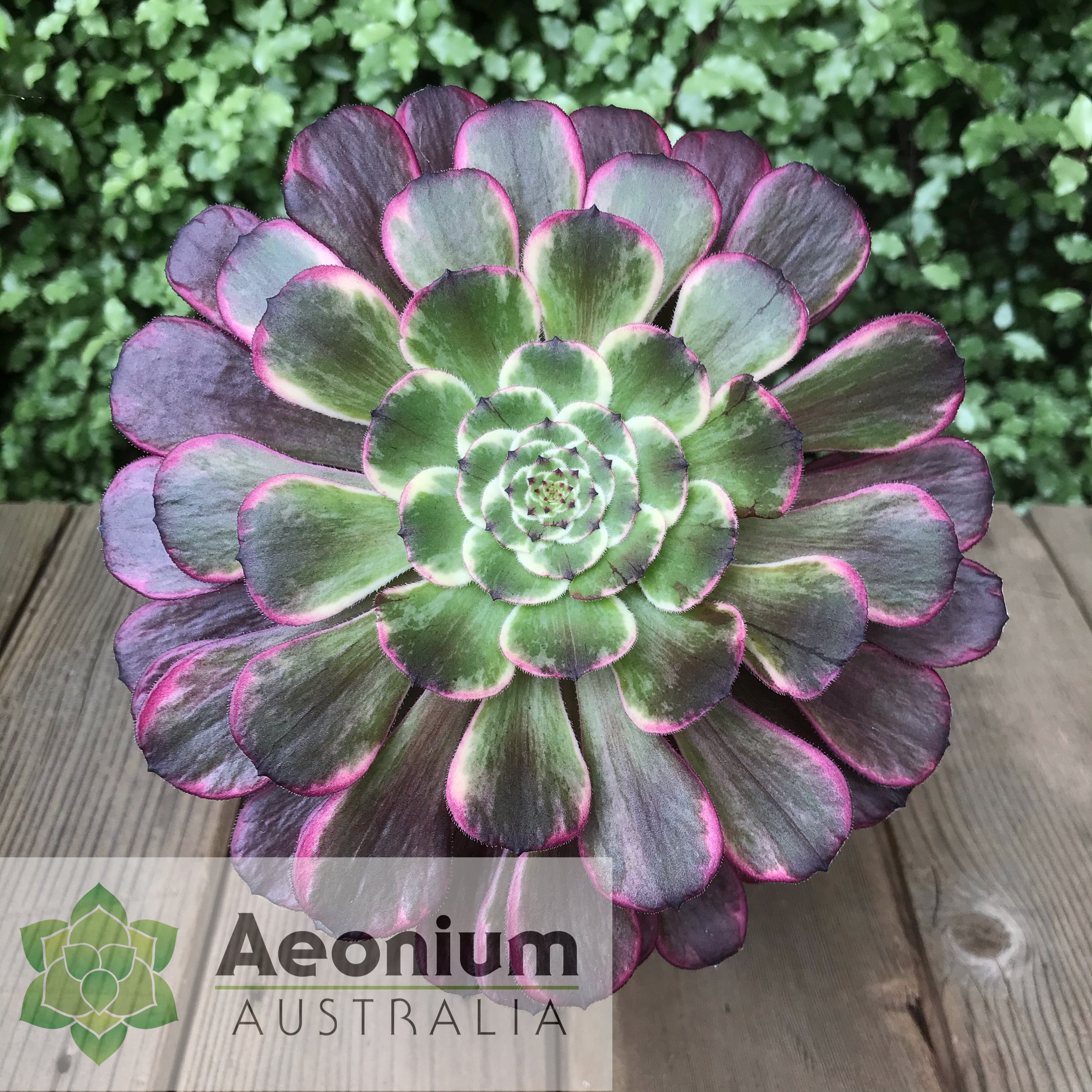 Aeonium 'Ink Painting' / Succulents – Aeonium Australia