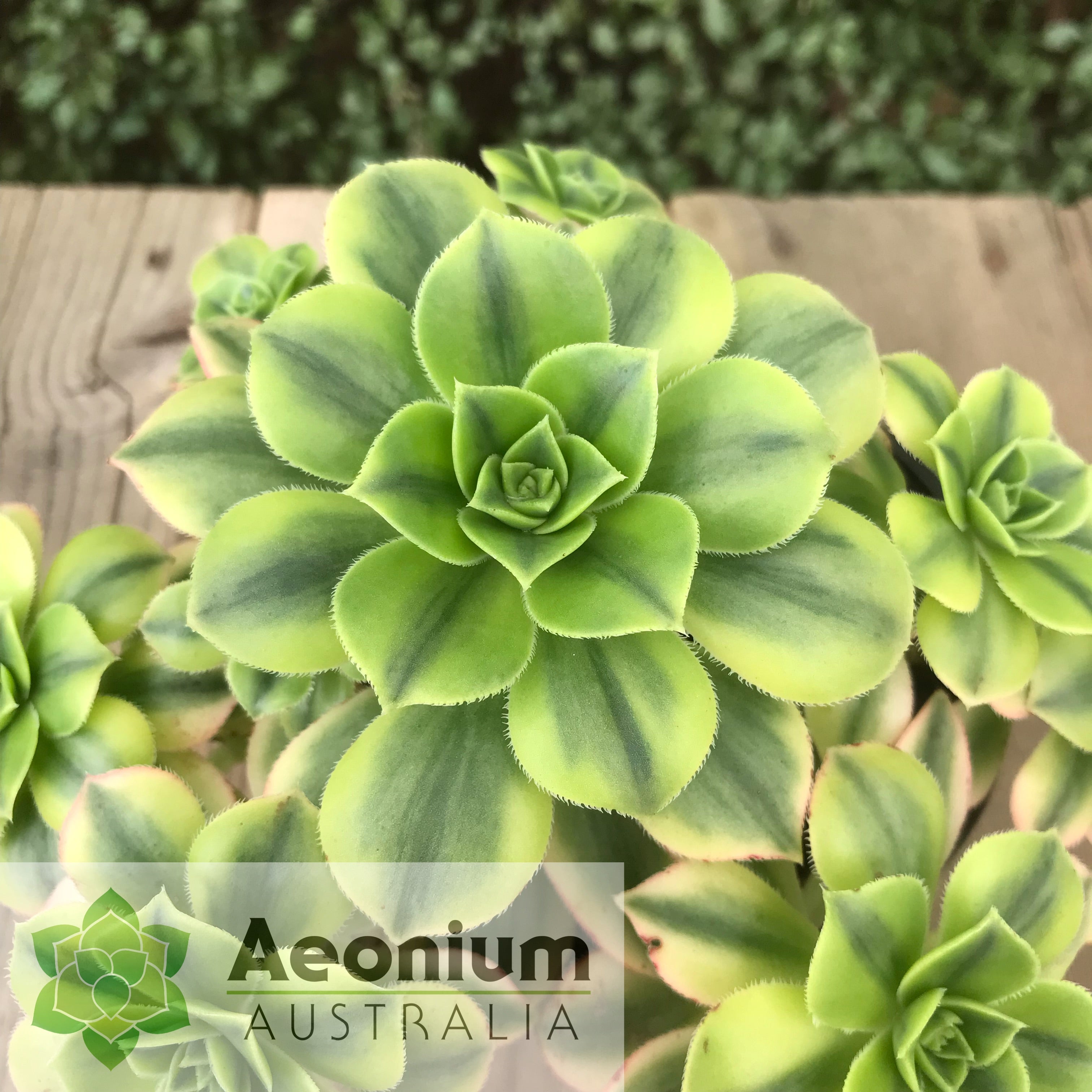 Aeonium 'Floresens' / Succulents – Aeonium Australia