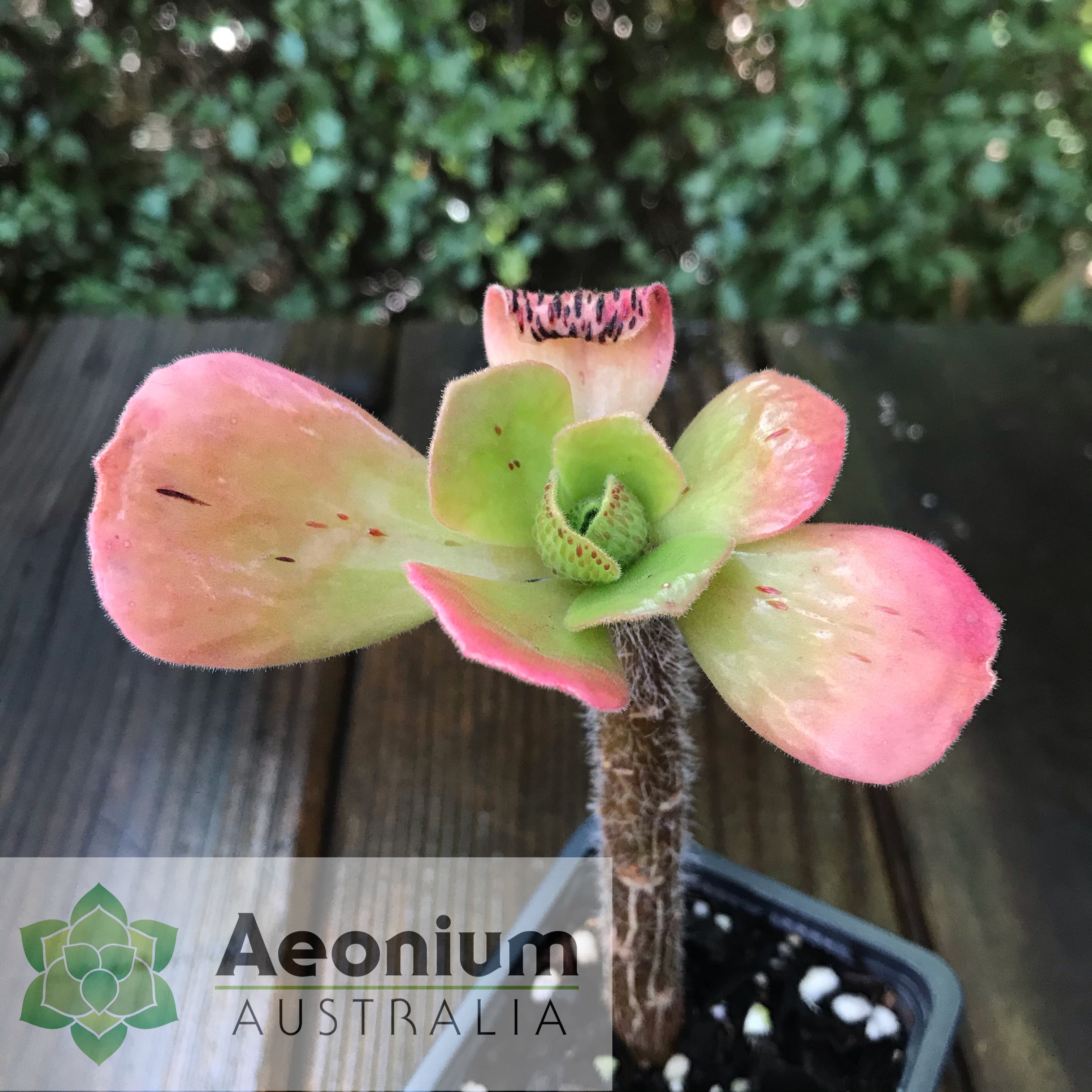 Aeonium smithii / Succulents – Aeonium Australia