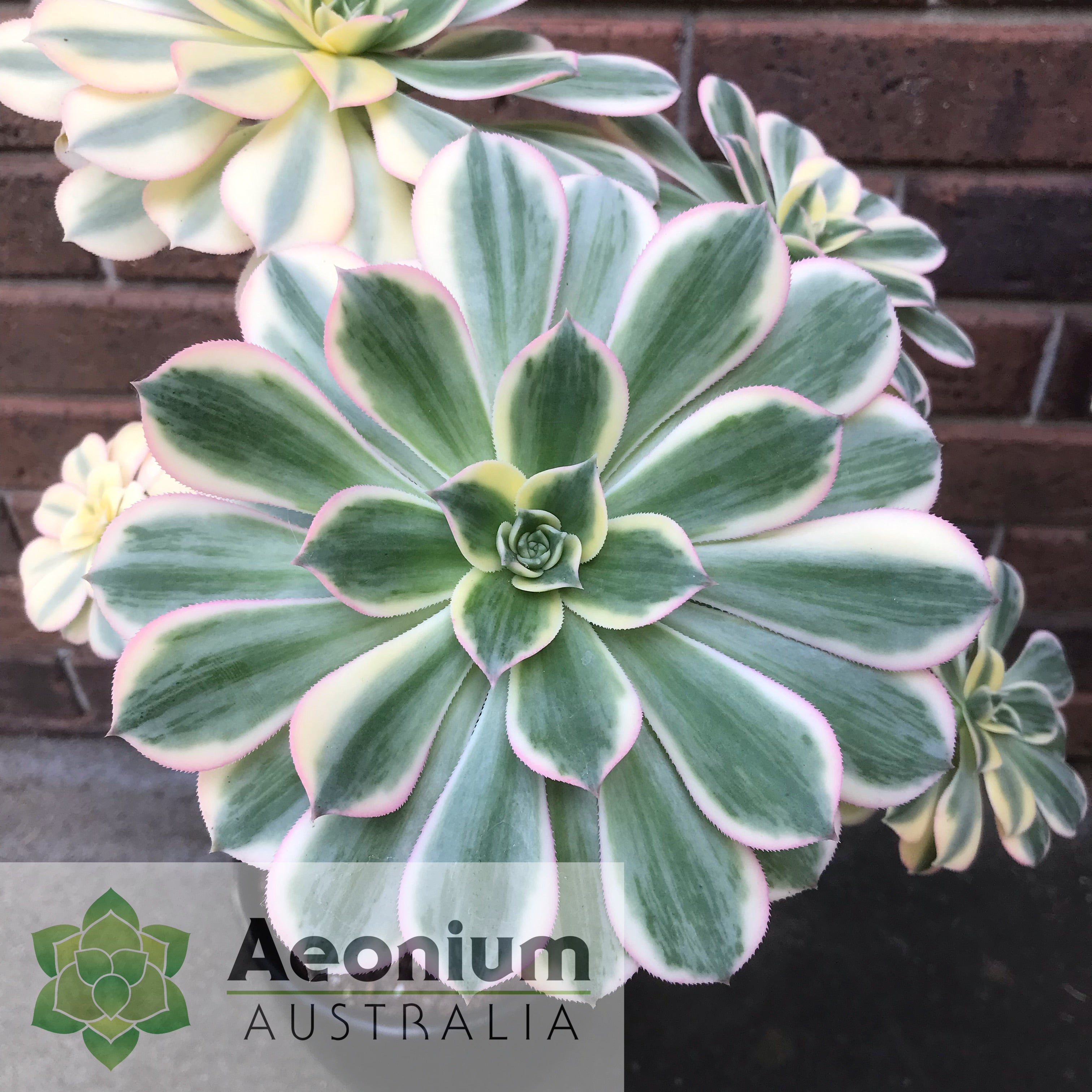 Aeonium 'Sunburst' / Succulents – Aeonium Australia
