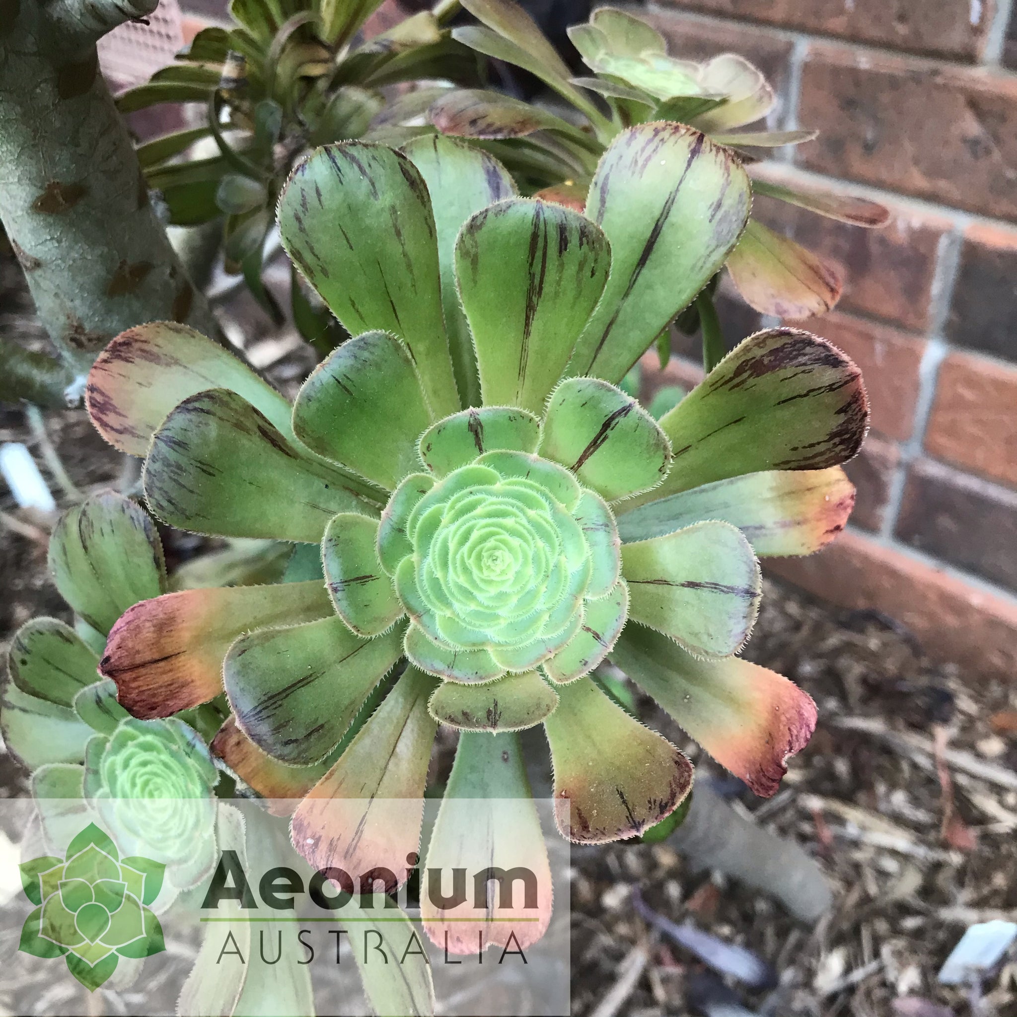 Aeonium arboreum var. holochrysum / Succulents – Aeonium Australia