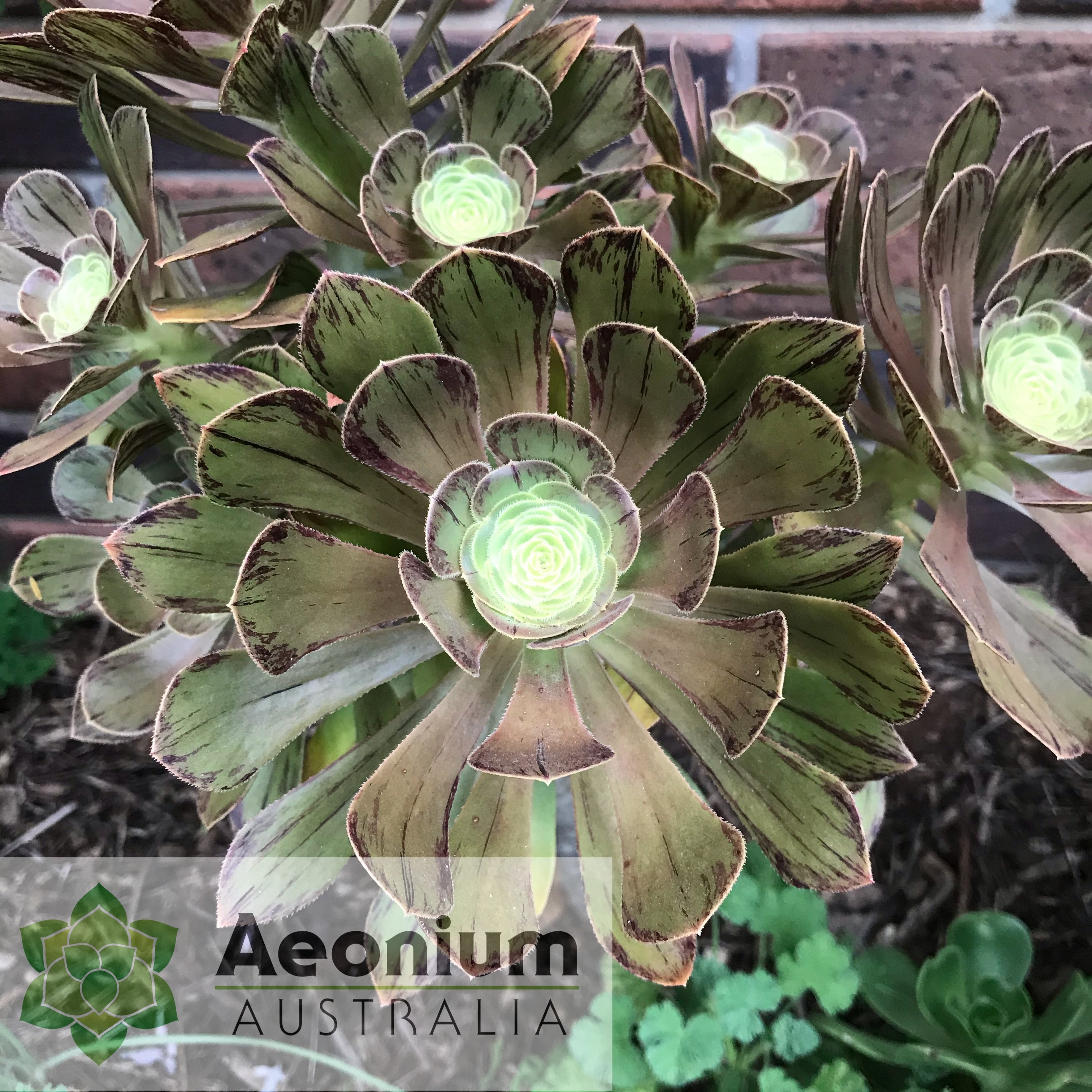 Aeonium arboreum var. holochrysum / Succulents – Aeonium Australia