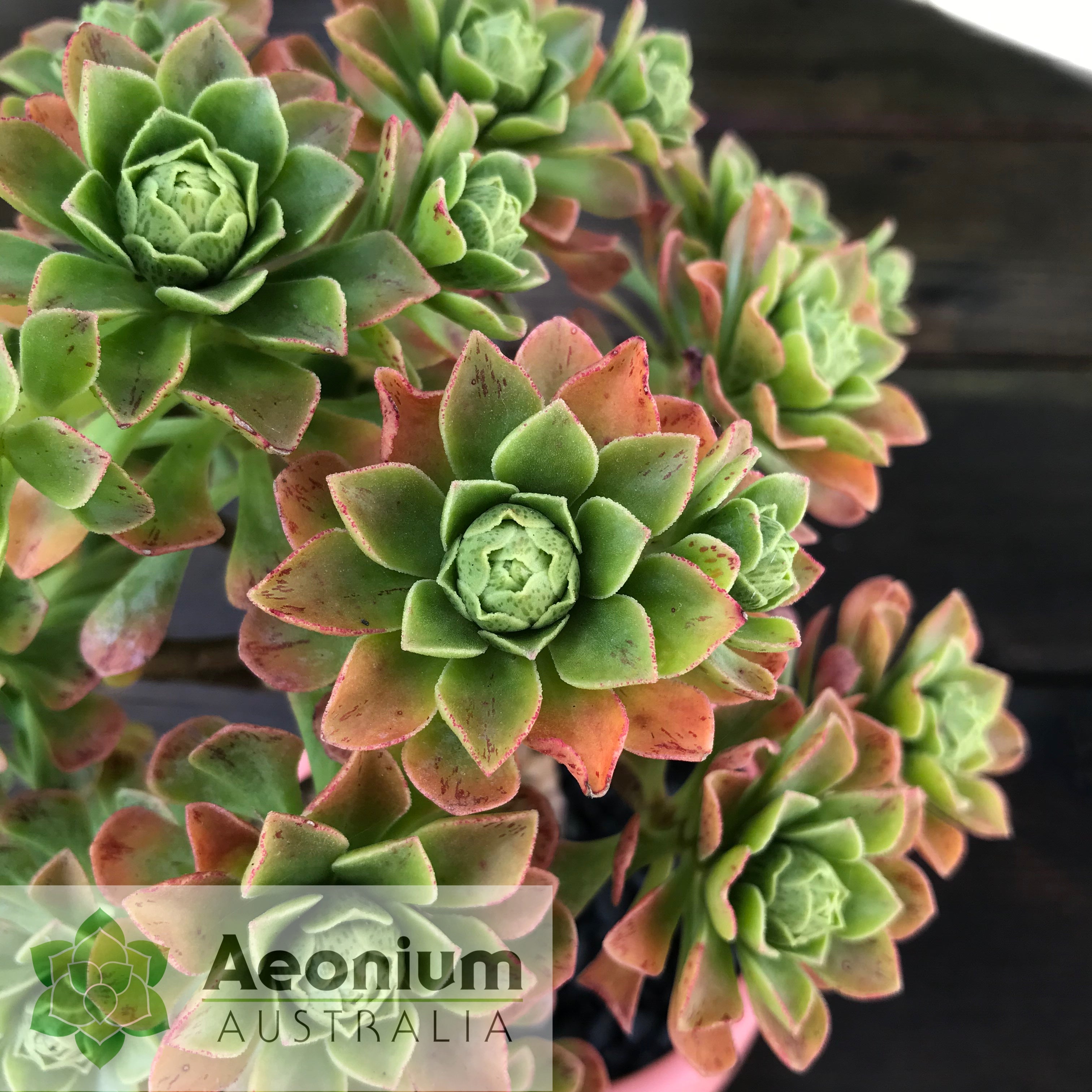 Aeonium spathulatum hybrid / Succulents – Aeonium Australia