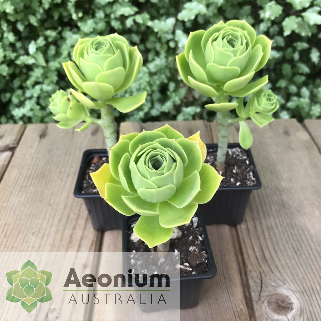 Aeonium balsamiferum / Succulents – Aeonium Australia