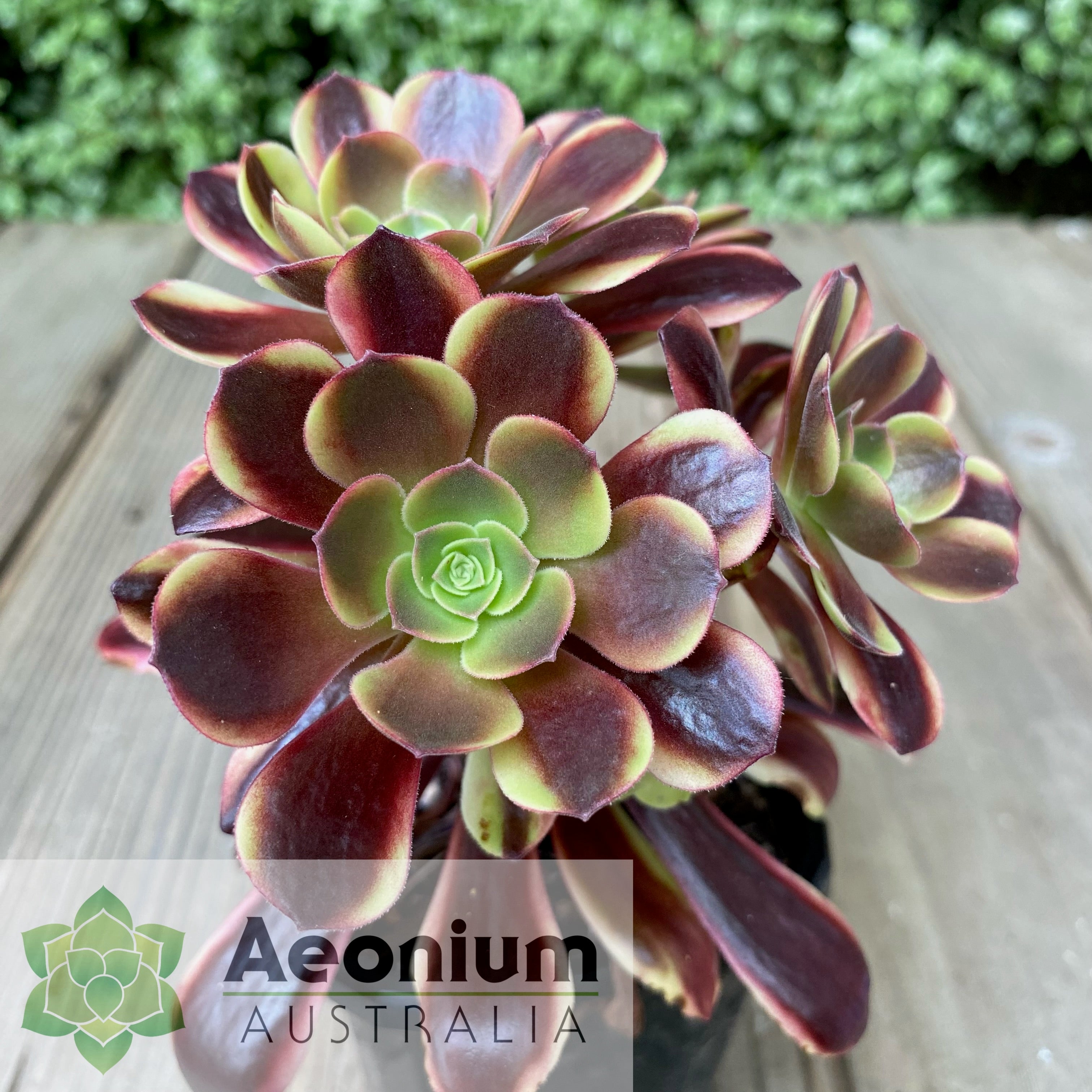 Aeonium 'Superbang' – Aeonium Australia