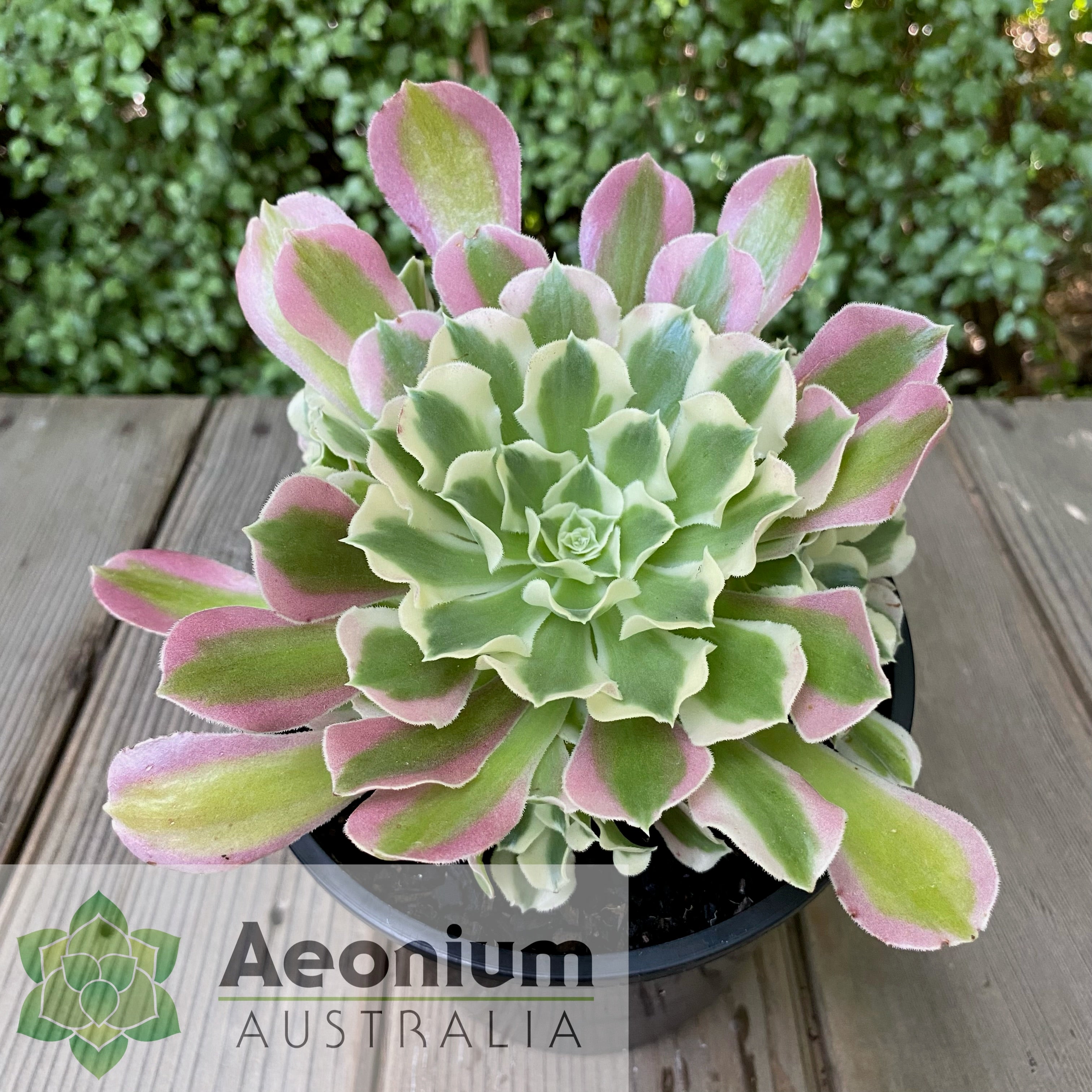 Aeonium 'Rain Flower' – Aeonium Australia