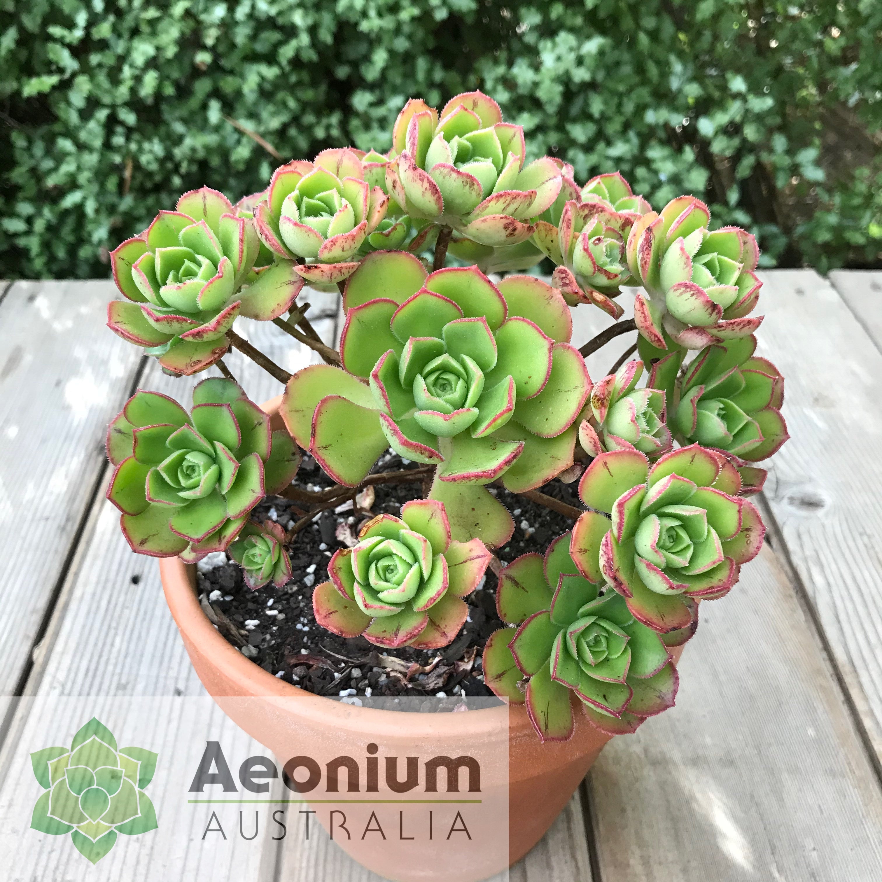 Aeonium volkerii / Succulents – Aeonium Australia