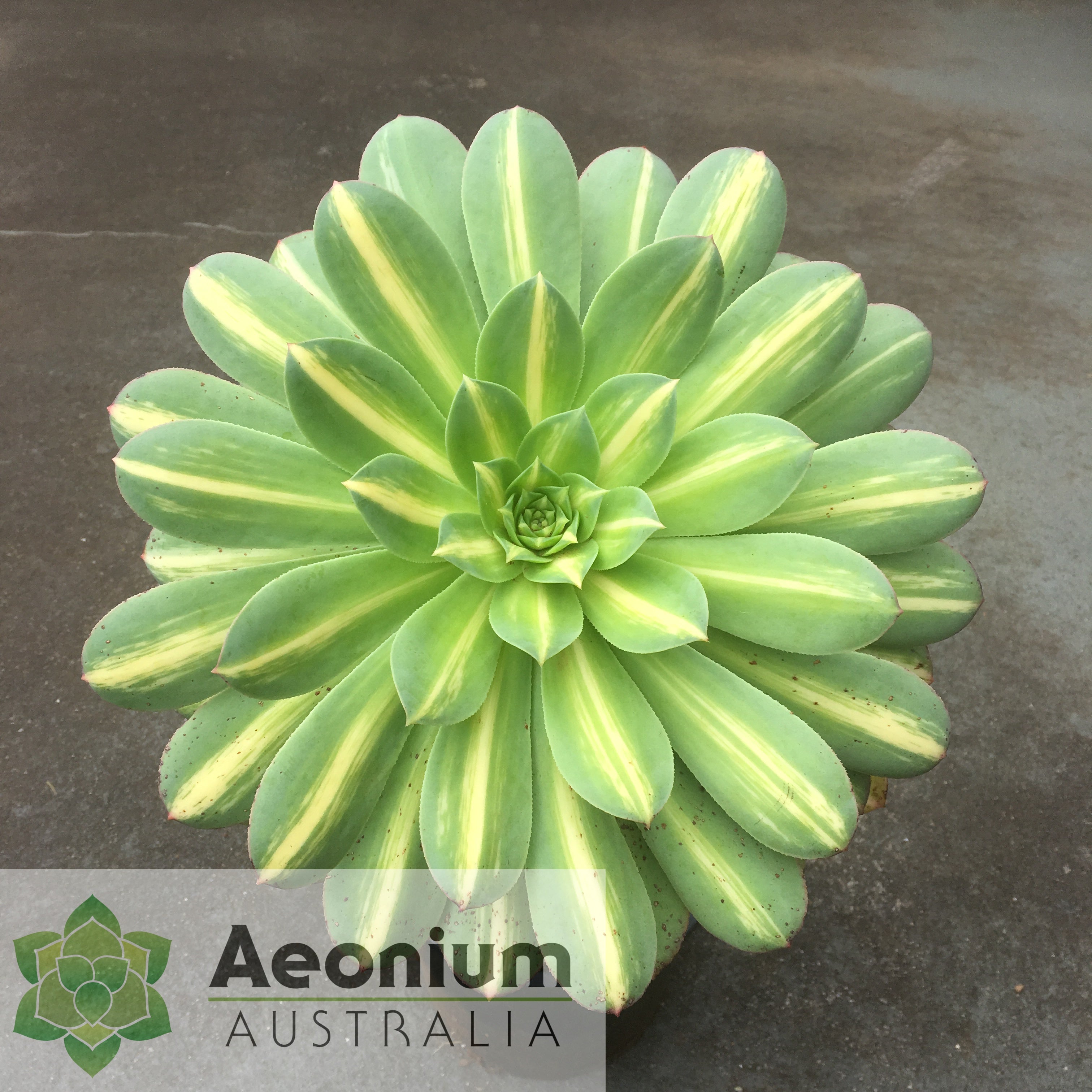 Aeonium 'Starburst' / Succulents – Aeonium Australia