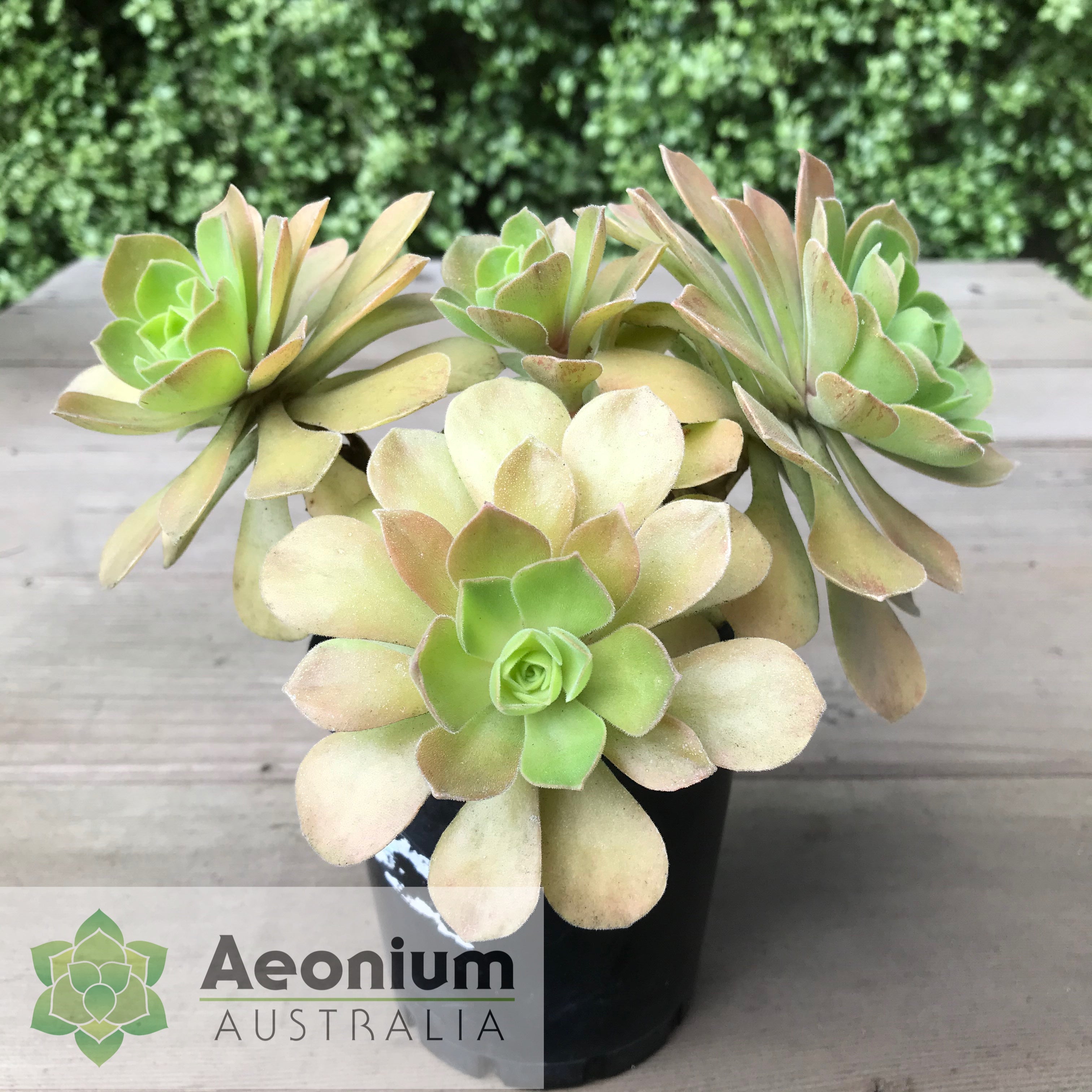 Aeonium 'Goblin' / Succulents – Aeonium Australia