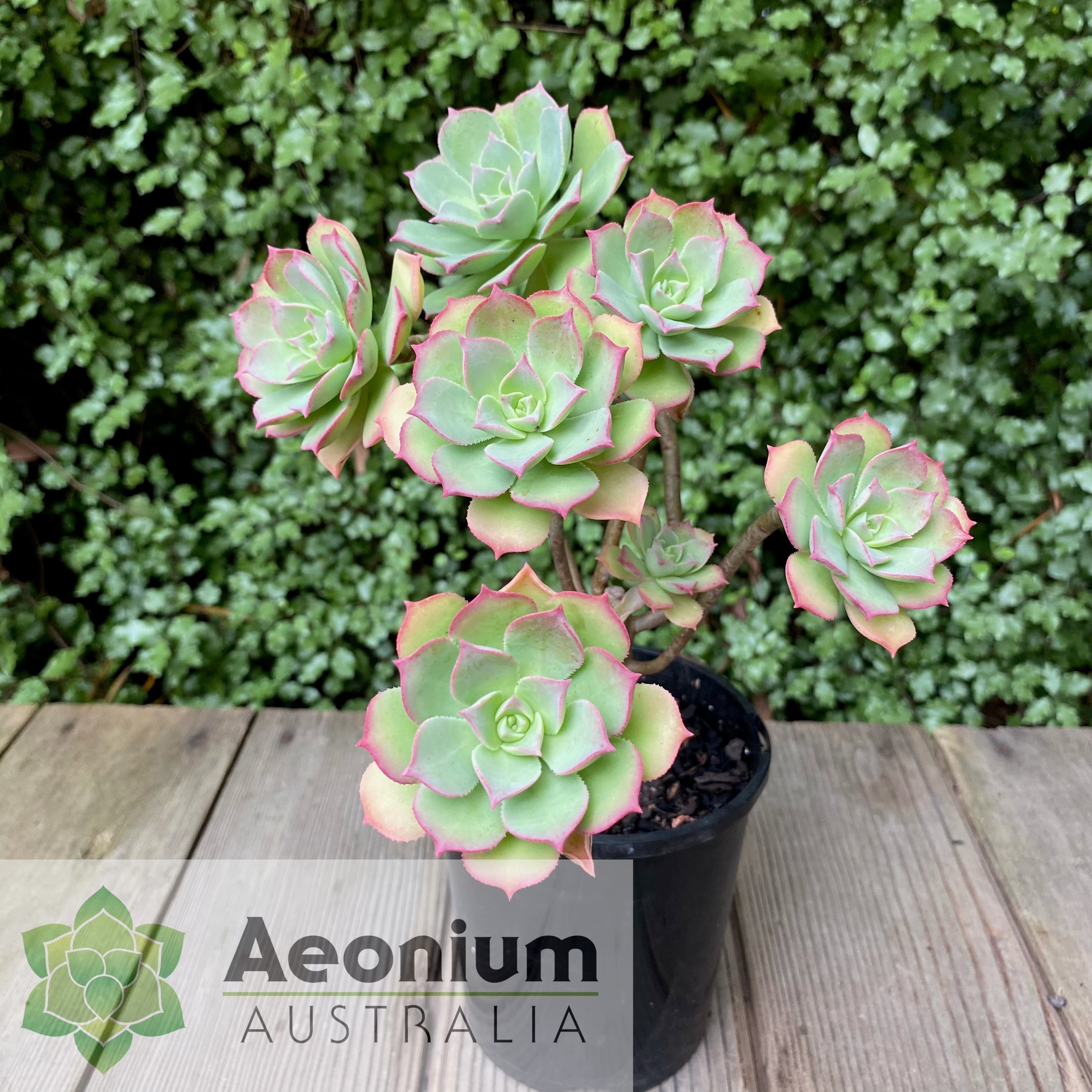 Aeonium percarneum var. guiaense / Succulents – Aeonium Australia