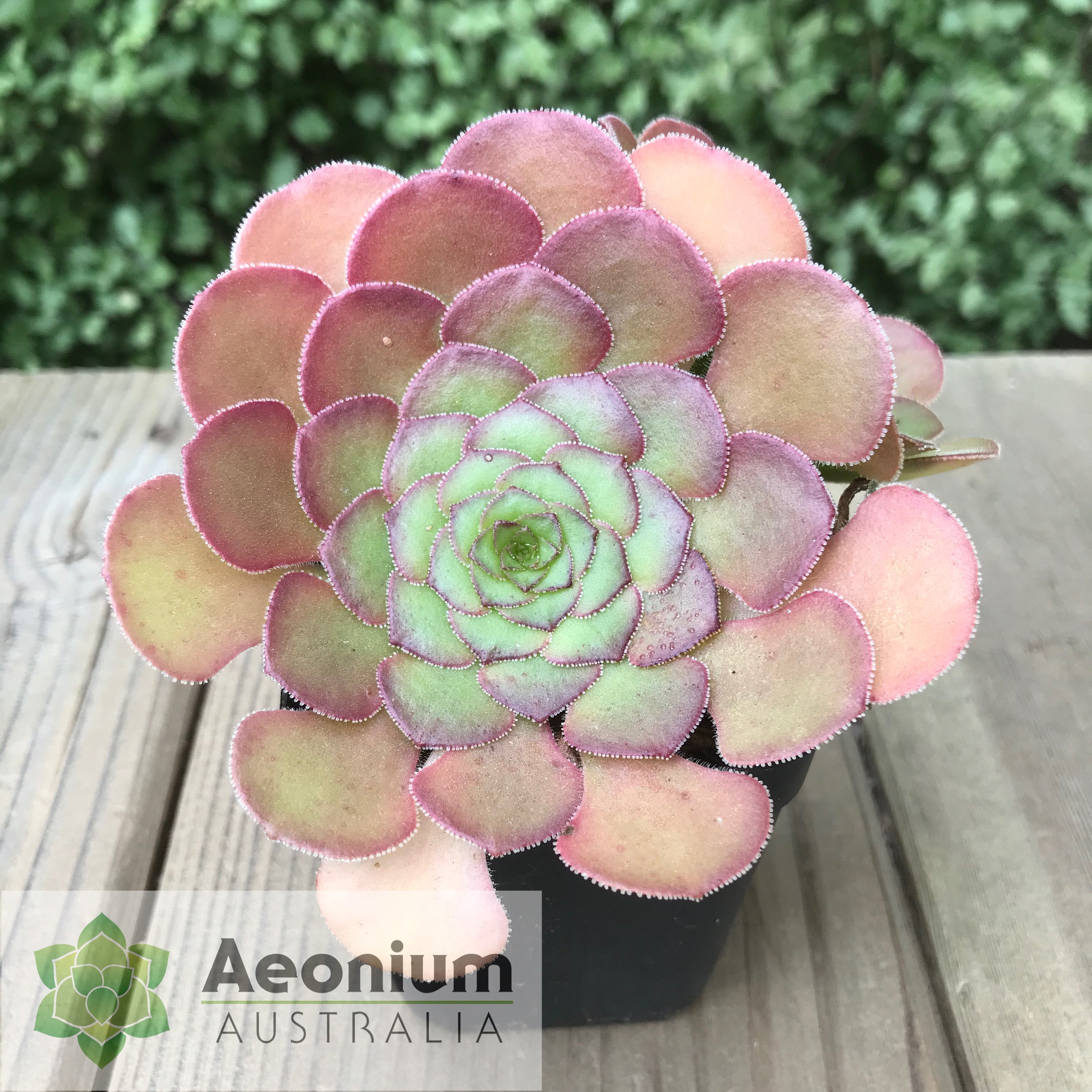 Aeonium glandulsoum / Succulents – Aeonium Australia
