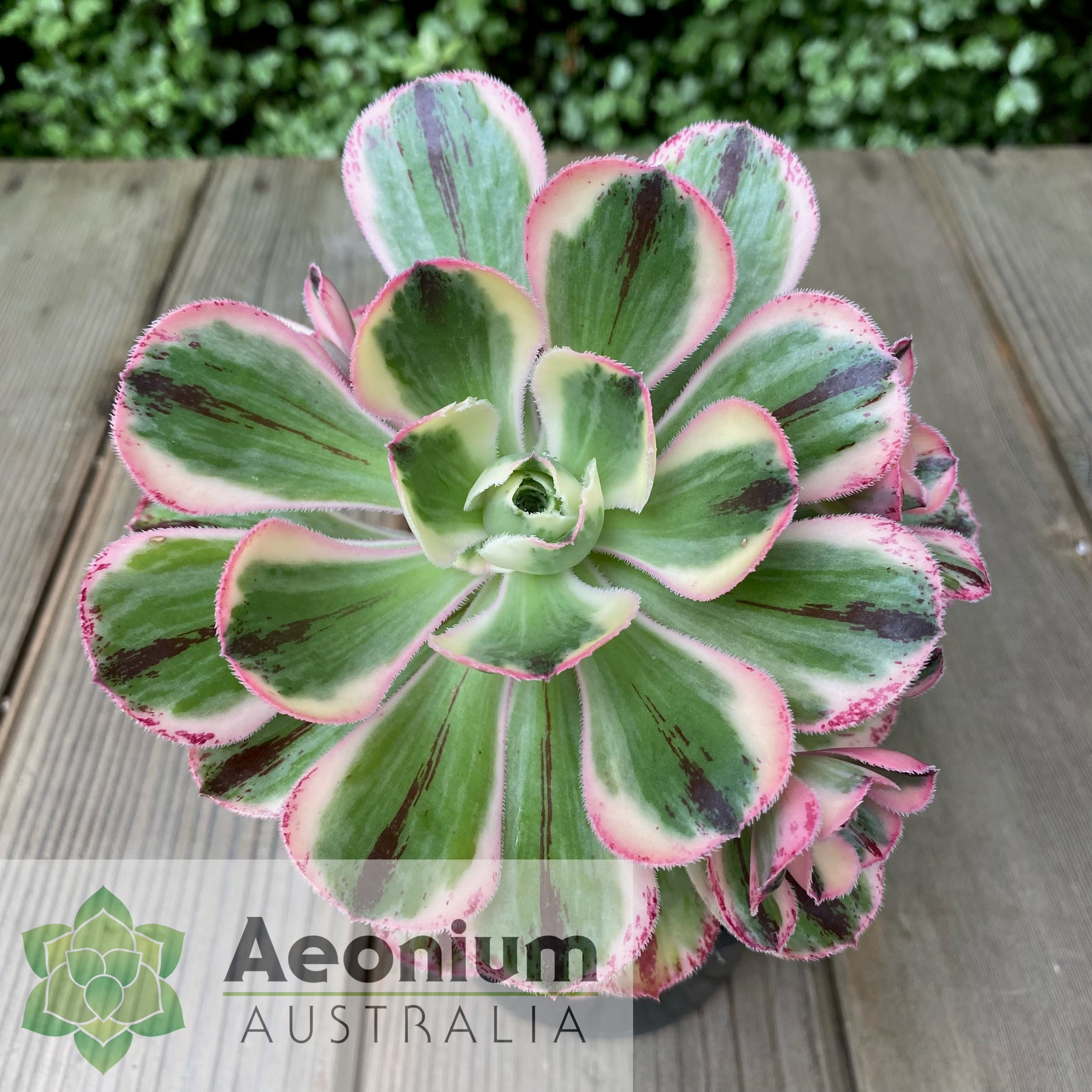 Aeonium 'Marnier Lapostolle' Variegated – Aeonium Australia