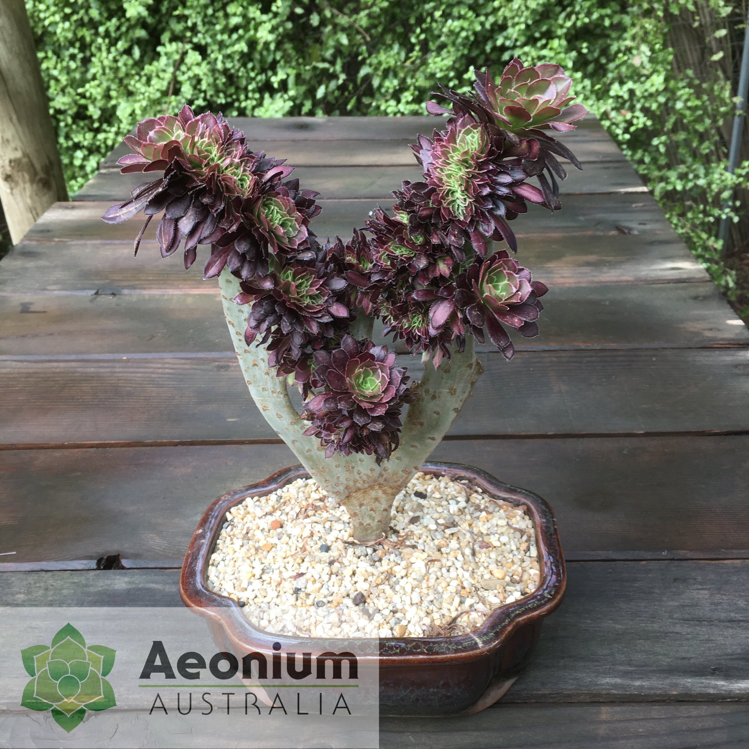 Aeonium 'Atropurpureum' Crest / Succulents – Aeonium Australia