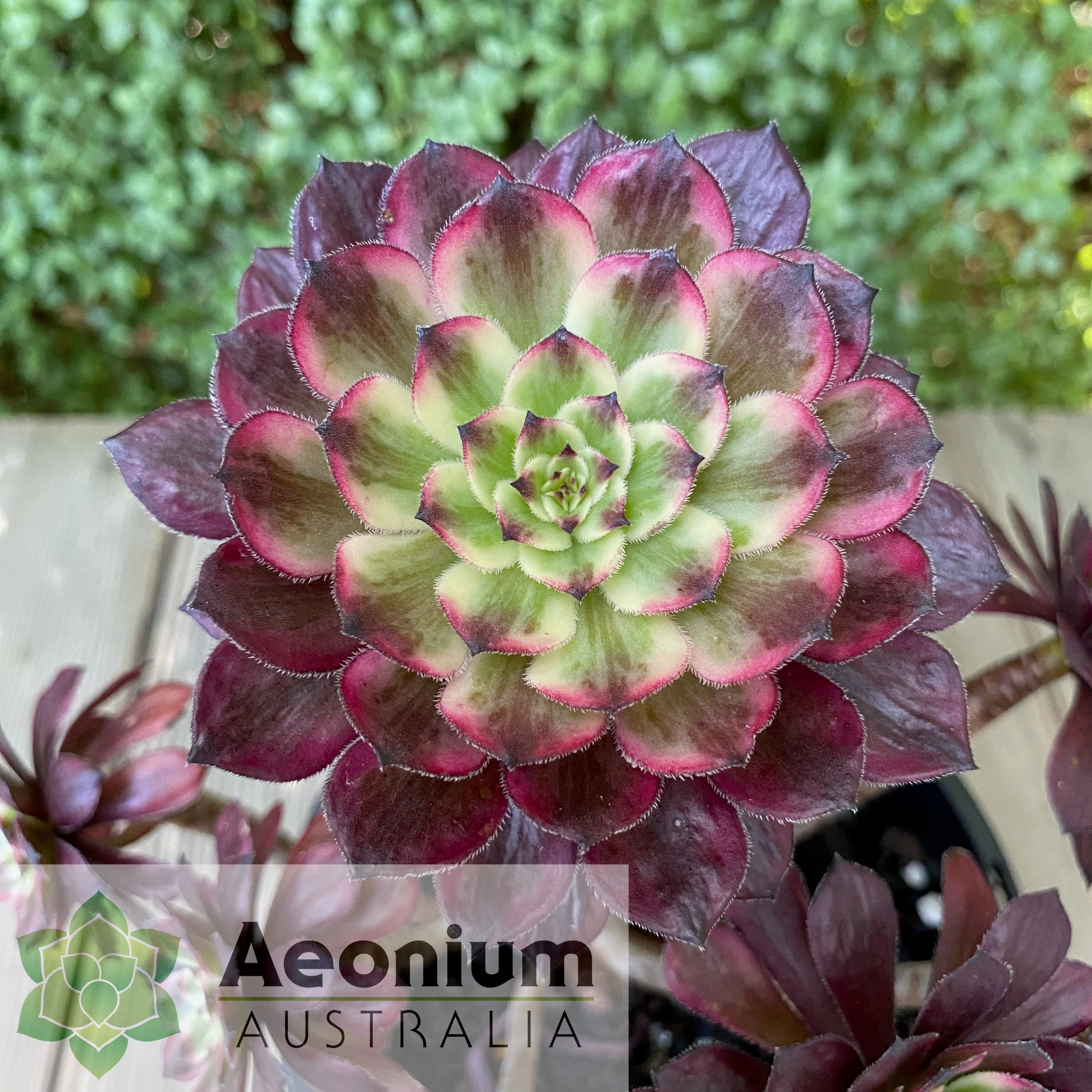 Aeonium 'Zixia Fairy' – Aeonium Australia